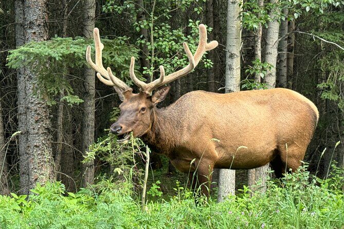 Calgary Airport to Canmore Private Transfer - Real Insights from Travelers