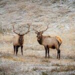 Calgary: Columbia Icefield Adventure, Skywalk and Peyto Lake Tour - Transportation & Logistics