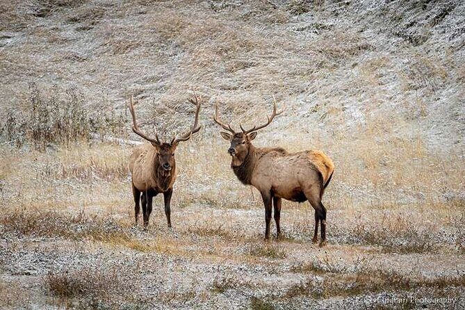 Calgary: Columbia Icefield Adventure, Skywalk and Peyto Lake Tour - Transportation & Logistics