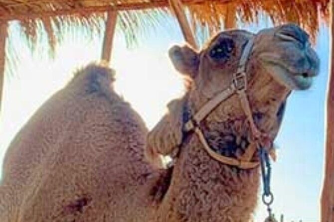 Camel Desert Ride Experience in Cabo - What’s Included and What’s Not