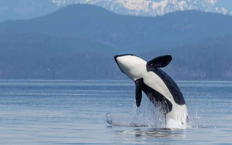 Campbell River: 4 Hour Whale & Wildlife Zodiac Boat Tour - The Value of This Tour: Why It Stands Out