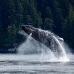 Campbell River: 6 Hour Covered Whale Watching Tour w/ Lunch - Practicalities and Tips for Your Trip