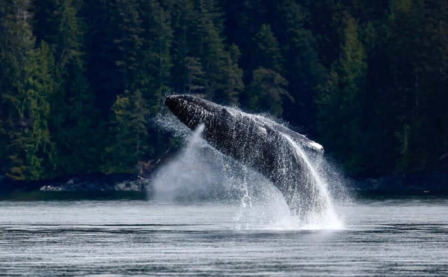 Campbell River: 6 Hour Covered Whale Watching Tour w/ Lunch - Practicalities and Tips for Your Trip