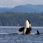 Campbell River: 6 Hour Zodiac Whale Watching Tour w/ Lunch - Price and Value Analysis