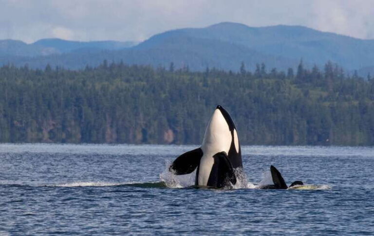 Campbell River: 6 Hour Zodiac Whale Watching Tour w/ Lunch - Price and Value Analysis