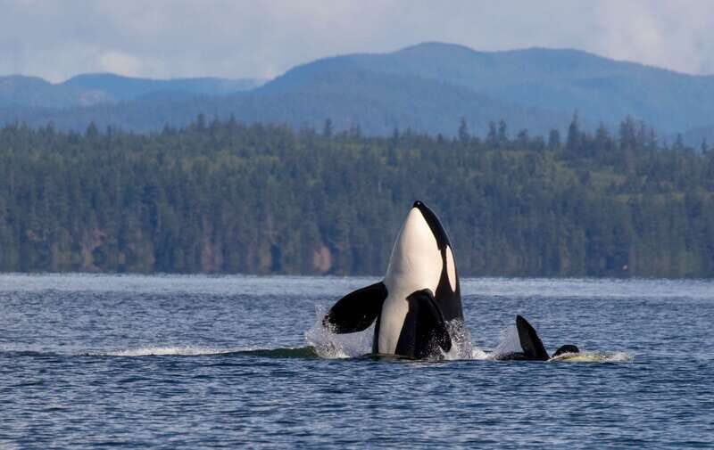 Campbell River: 6 Hour Zodiac Whale Watching Tour w/ Lunch - Price and Value Analysis