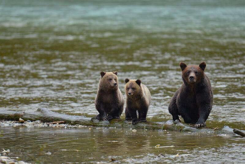 Campbell River: Bute Inlet Grizzly-Watching Tour & Boat Ride - Why You Should Consider This Tour