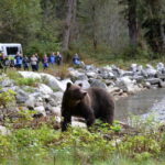 Campbell River: Deluxe Grizzlies & Indigenous Culture tour - The Experience in Detail