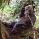 Campbell River: Full-Day Grizzly Bear Tour With Lunch - The Scenic Boat Ride to Toba Inlet