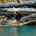 Campbell River: Grizzly Bear Expedition with Lunch - Key Points