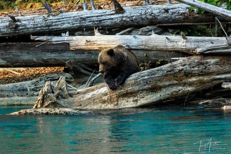 Campbell River: Grizzly Bear Expedition with Lunch - Key Points