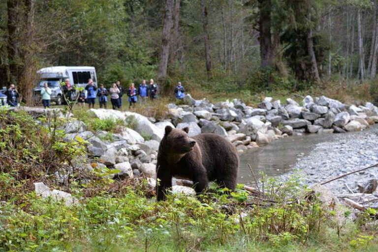 Campbell River: Grizzly Bear-Watching Tour with Lunch - Exploring the itinerary in detail