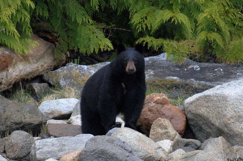 Campbell River: Spring Bear Watching & Waterfalls Boat Tour - What Makes This Tour Stand Out
