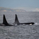 Campbell River: Whale Watching and Wildlife Viewing Day Tour - Why This Tour Works