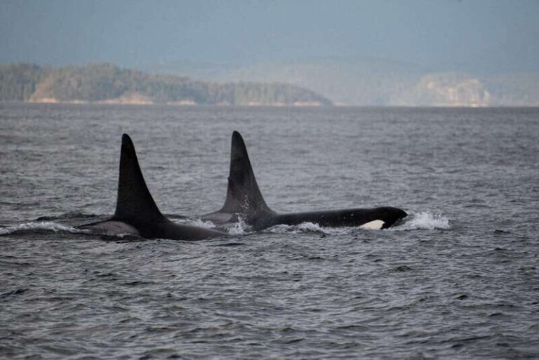 Campbell River: Whale Watching and Wildlife Viewing Day Tour - Why This Tour Works