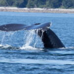 Campbell River: Whale Watching Cruise with Lunch - Why This Tour Stands Out