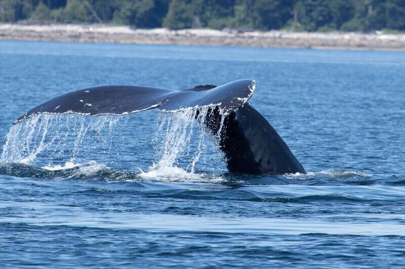 Campbell River: Whale Watching Cruise with Lunch - Why This Tour Stands Out