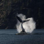 Campbell River: Whale & Wildlife Discovery Cruise - Analyzing the Value