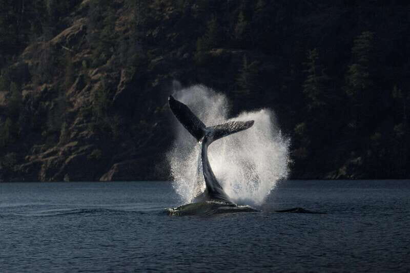 Campbell River: Whale & Wildlife Discovery Cruise - Analyzing the Value