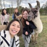 Canberra: Alpaca Adventure Farm Tour (morning tea included) - Who Will Love This Experience?