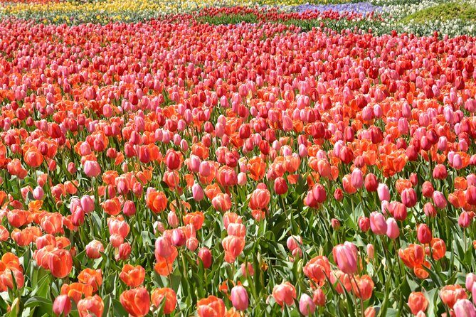 Canberra Floriade Tour - What’s Included and What’s Not