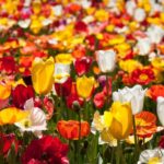 Canberra: Guided Tour of Floriade Festival with Transfers - The Value and Experience: What We Think