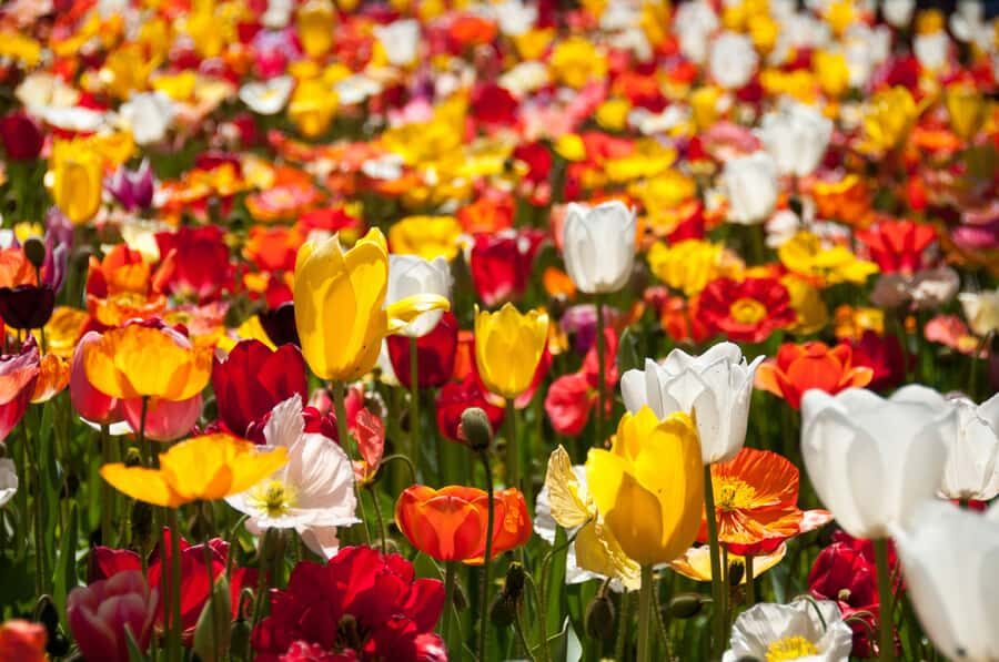 Canberra: Guided Tour of Floriade Festival with Transfers - The Value and Experience: What We Think