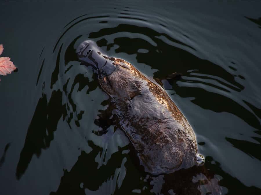 Canberra: Kangaroos and Koala Experience Tour - A Deep Dive into the Experience