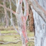 Canberra: Nature Tour with Lunch - Walks Through Ancient Forests