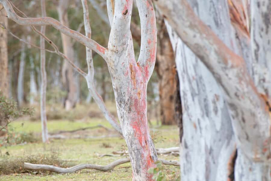 Canberra: Nature Tour with Lunch - Walks Through Ancient Forests