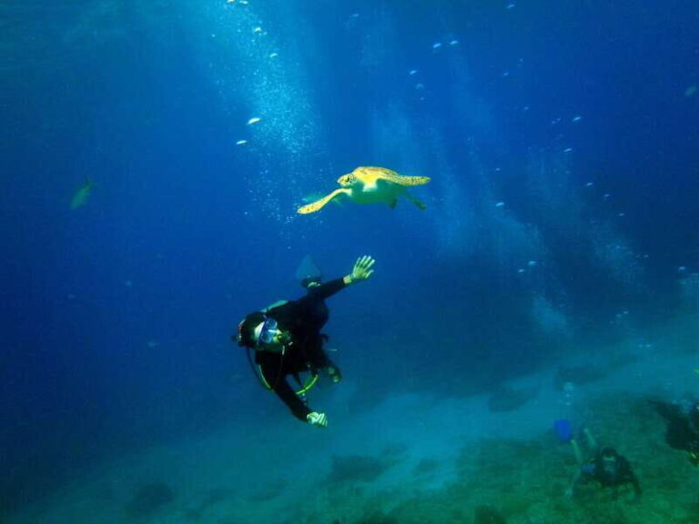 Cancun: 2-Tank Dive for Beginners with MUSA and Reef Dive - What’s Included and What to Consider