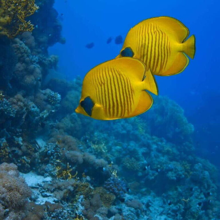 Cancun: 52-Foot Yacht Rental - Who Will Love This Experience?