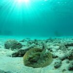 Cancun Best Deal 3x1: Snorkeling, Zip Lines & Rappel - The Value of the Experience