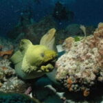 Cancun: Goliat Grouper Dive Adventure - What Makes This Tour Stand Out?