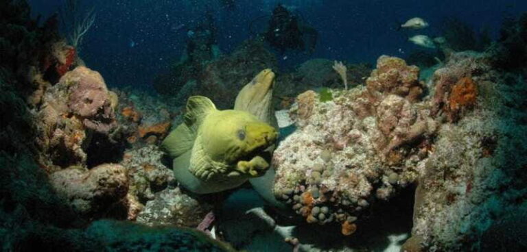 Cancun: Goliat Grouper Dive Adventure - What Makes This Tour Stand Out?
