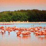 Cancun: Las Coloradas and Río Lagartos Private Tour - A Deep Dive into the Tour Experience