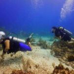 Cancun: MUSA Diving for certified divers morning dive trip - The Itinerary: What Can You Expect?