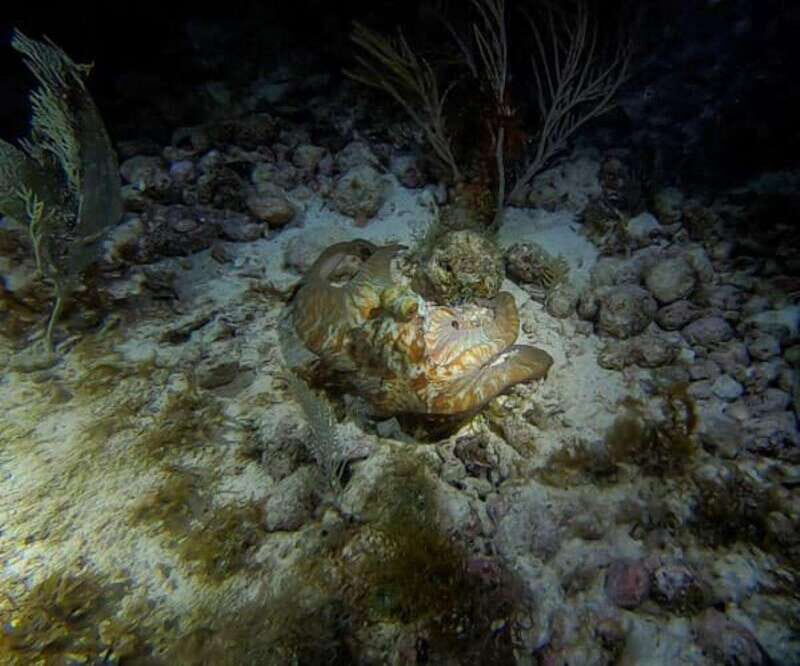 Cancun: Night Dive for Certified Divers - Who Should Consider This Tour?