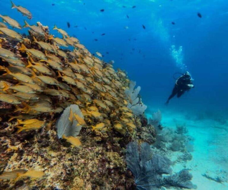 Cancun: PADI Open Water Diver Course - The Certification and What It Means