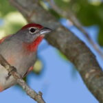 Cancun: Private Birdwatching Tour - Who Will Love This Tour?
