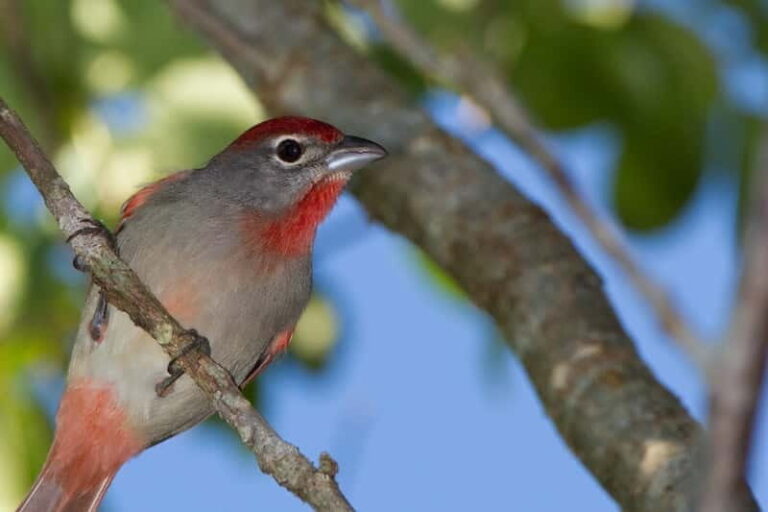 Cancun: Private Birdwatching Tour - Who Will Love This Tour?