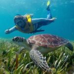 Cancun Snorkeling Adventure: Turtles, Reefs & Underwater Wonders - Practical Details: What You Need to Know