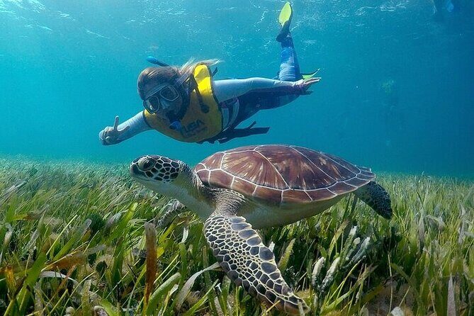 Cancun Snorkeling Adventure: Turtles, Reefs & Underwater Wonders - Practical Details: What You Need to Know