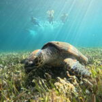 Cancun: Snorkeling Boat Tour with Gear - Who Would Enjoy This Tour?