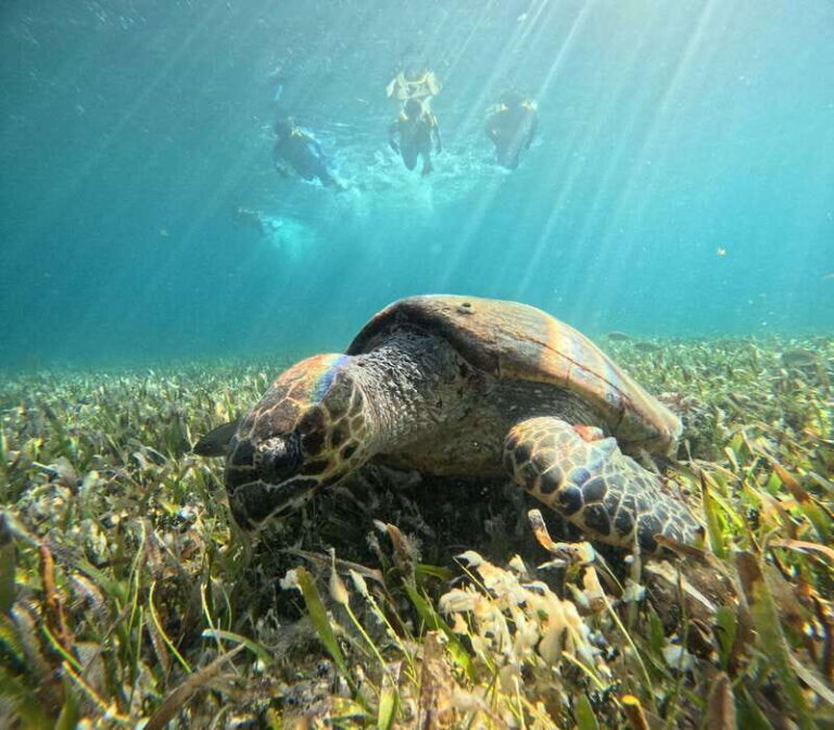 Cancun: Snorkeling Boat Tour with Gear - Who Would Enjoy This Tour?