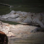 Cancun: Speedboat Adventure & Crocodile Sighting - The Sum Up: Is It Worth It?