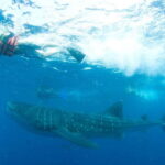 Cancún: Swim with Whale Sharks - Is This Tour Worth It?