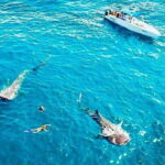 Cancun: Swim with Whale Sharks - What’s Included and What to Consider