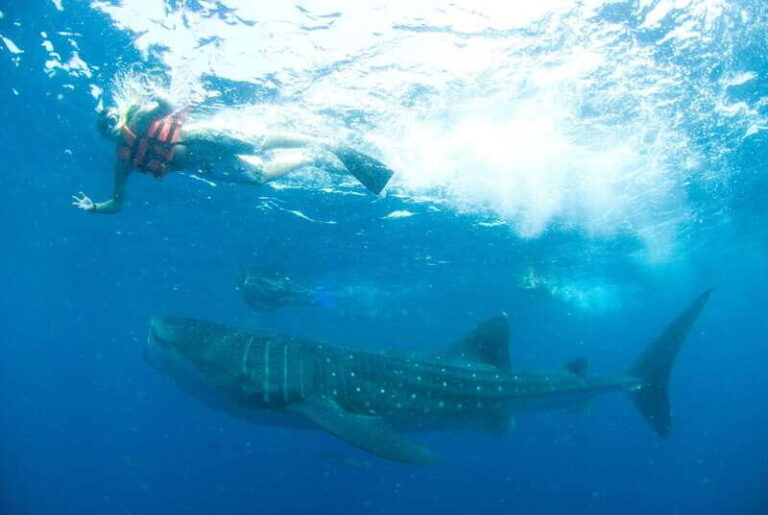 Cancún: Swim with Whale Sharks - Is This Tour Worth It?