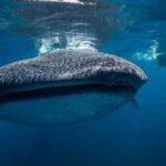 Cancún: Swim with Whale Sharks & Playa Norte Beach - The Not-So-Great Bits